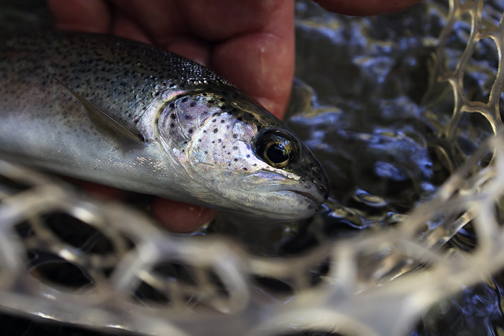 Seattle Fly Fishing Report | September 22, 2023 | Finally Fall ...