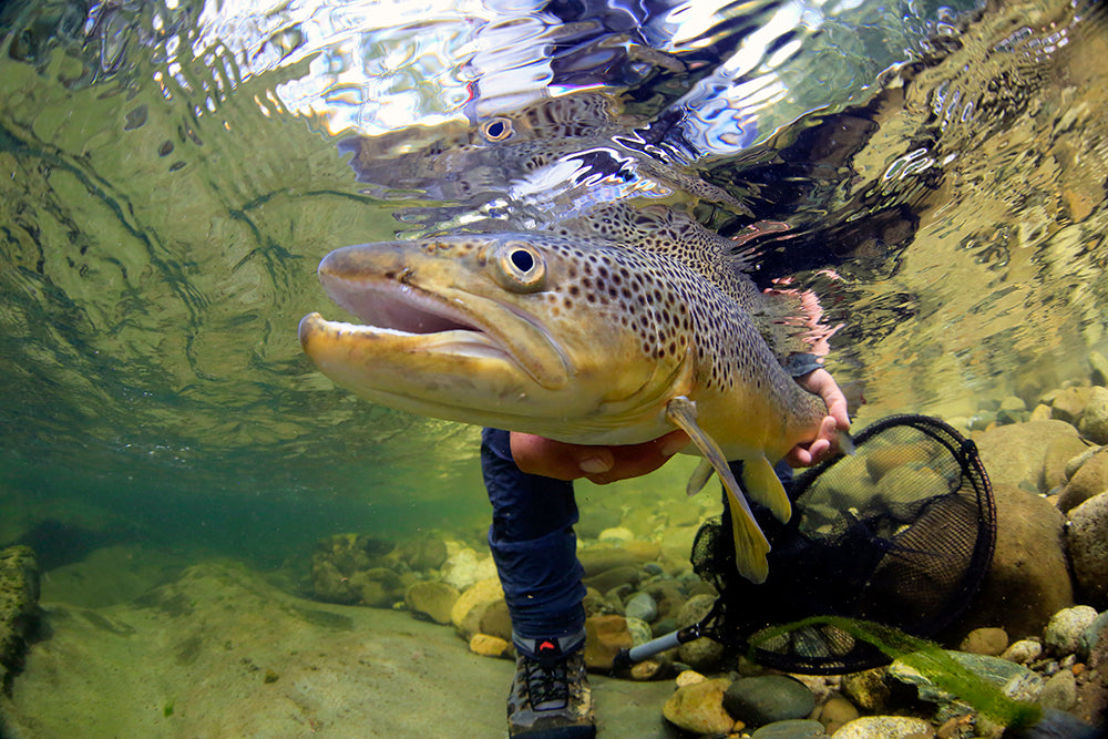 Seattle Fly Fishing Report | February 27, 2023 | Spring Cometh ...