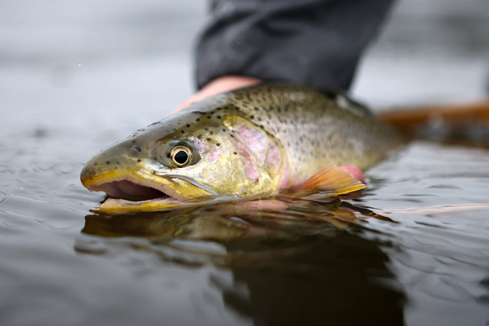 Seattle Fly Fishing Report | December 7, 2022 | Winter is Here ...