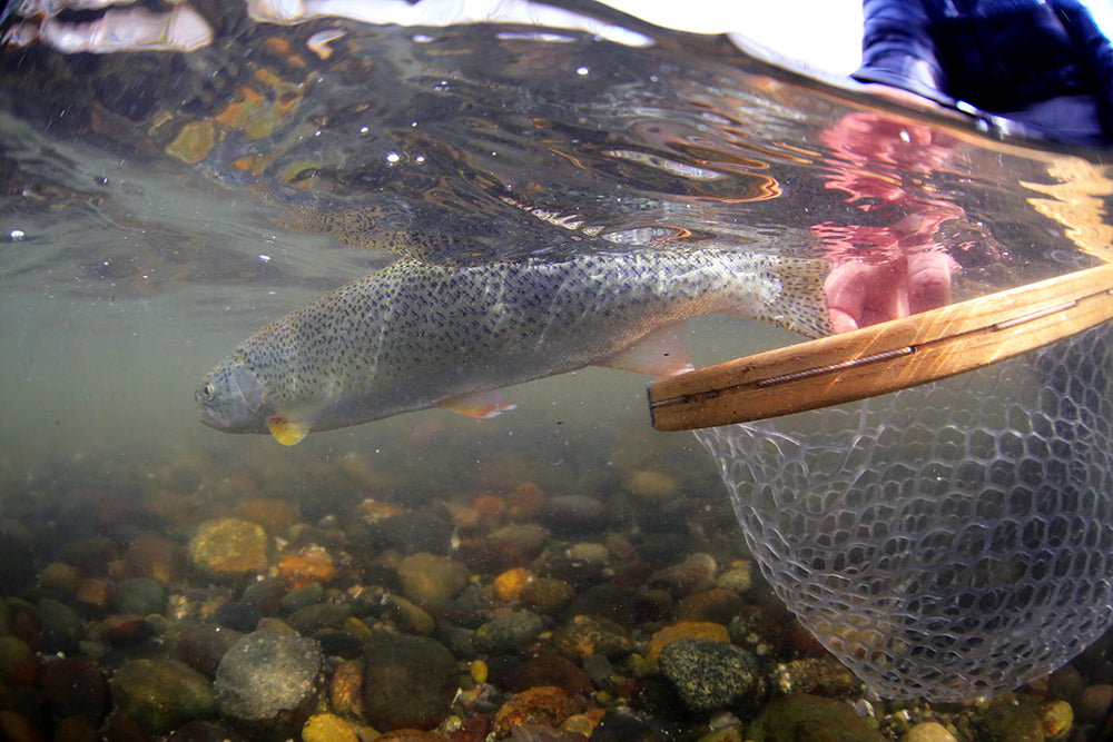 Seattle Fly Fishing Report | April 28, 2023 | The Sun is Alive ...