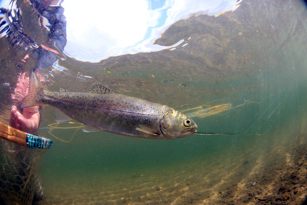 Seattle Fly Fishing Report | July 17, 2025 | Hoot Owl Reality – Emerald ...