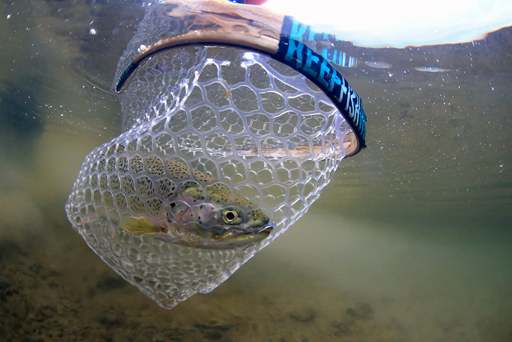 Seattle Fly Fishing Report | April 19, 2022 | Summer on the Horizon ...