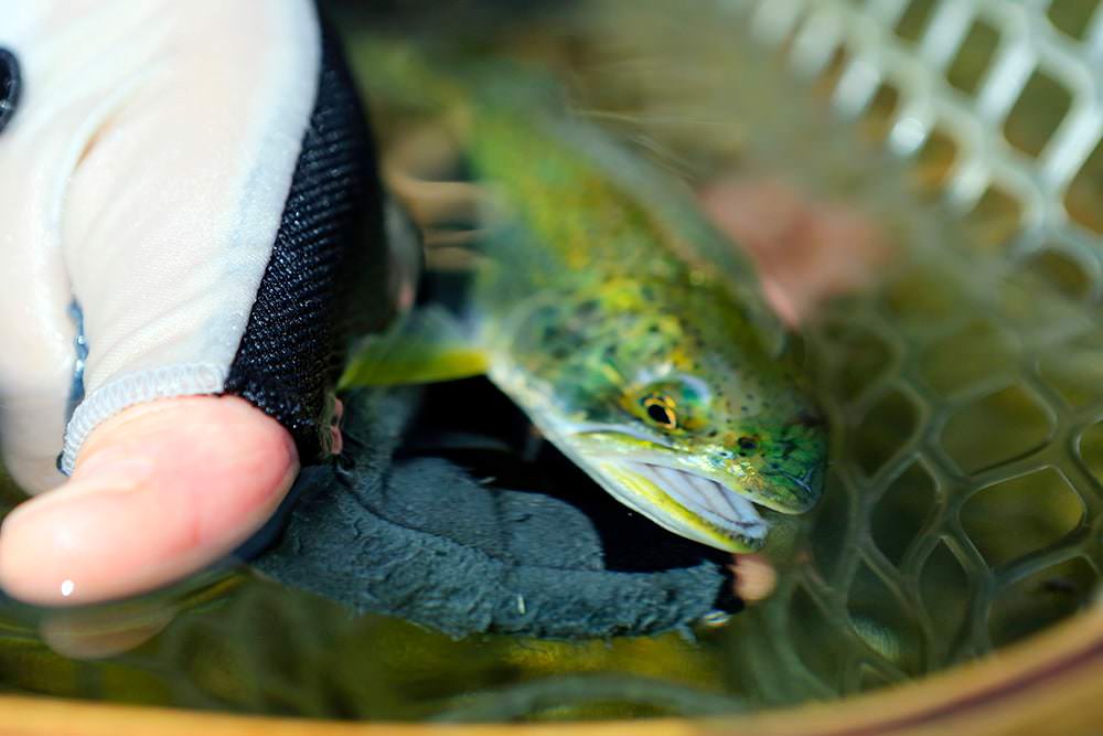 Seattle Fly Fishing Report | June 13, 2020 | Choices Galore – Emerald ...