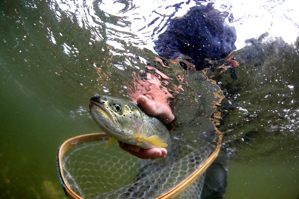 Seattle Fly Fishing Report | January 31, 2025 | Winter Season – Emerald ...