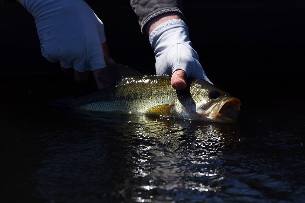 Seattle Fly Fishing Report | July 6, 2020 | Fireworks Are Done ...
