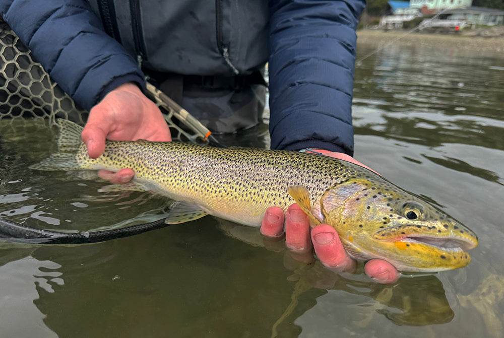 Seattle Fly Fishing Report | February 29, 2024 | No Brown Trout in Pug ...